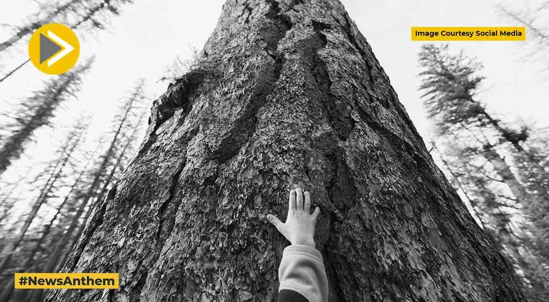 A New Map of Ancient Trees Provides a Conservation Opportunity